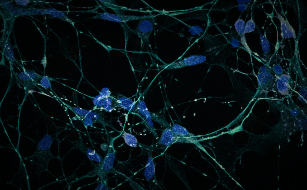 Morphology and imaging