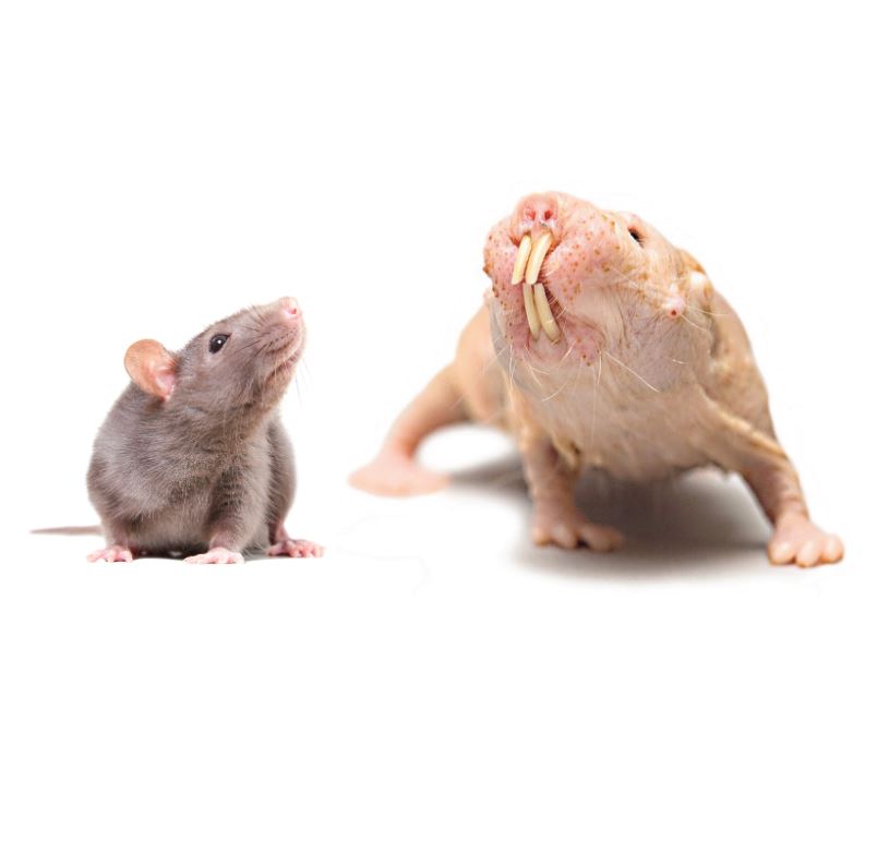 A new method to pinpoint genetic differences between species