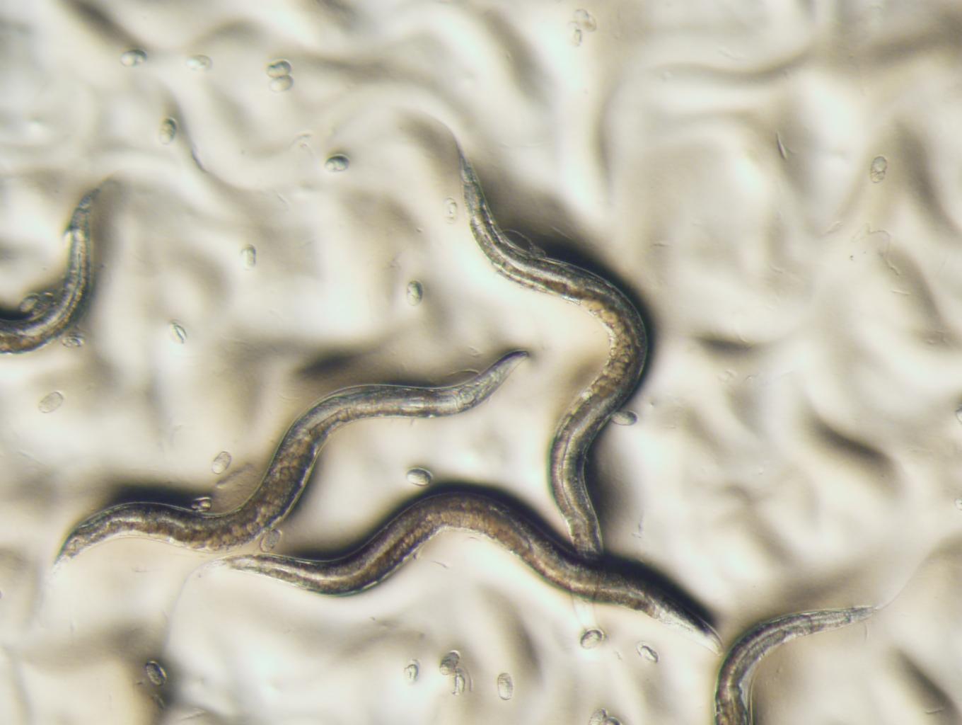 More details on 500% lifespan extension highlight Buck’s role in moving ...