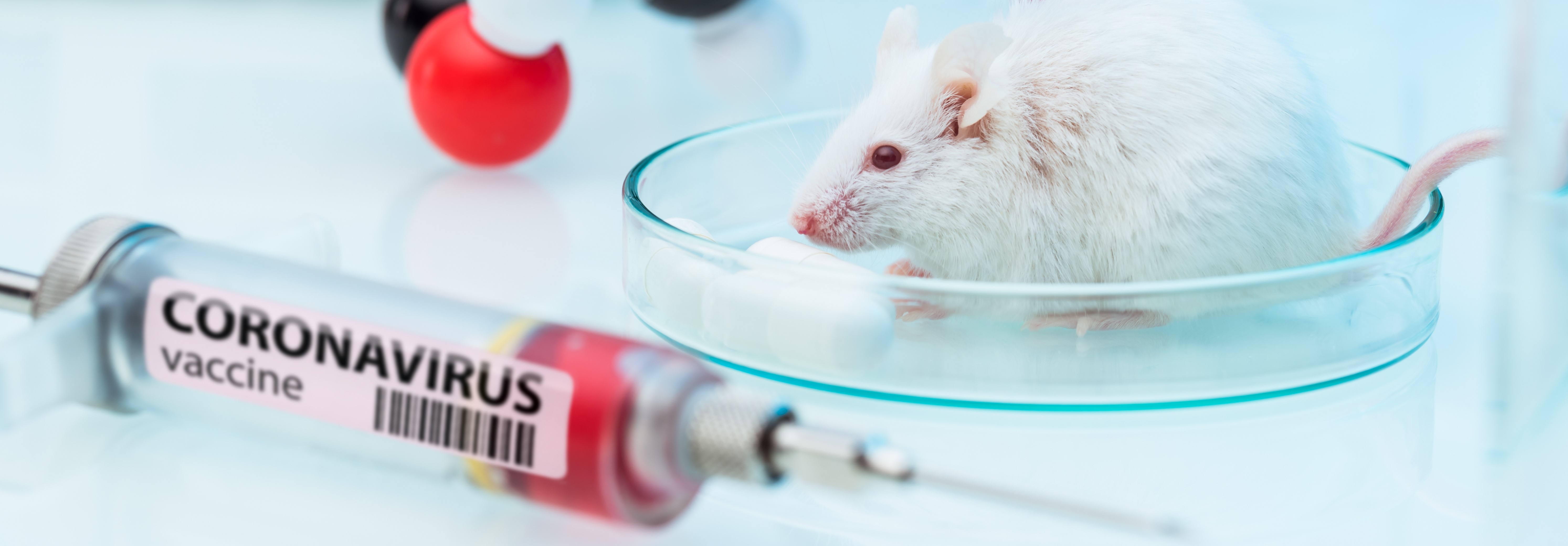 Developing a Platform for COVID-19 Therapies Using a Novel Mouse Model