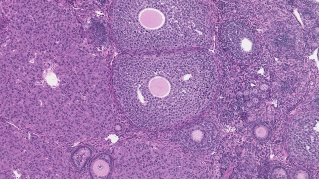 Reproductive Biology Hub